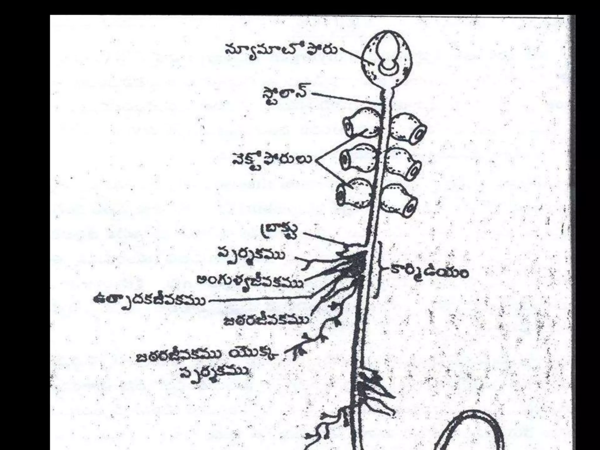 Polymorphism in coelenterates | PPTX