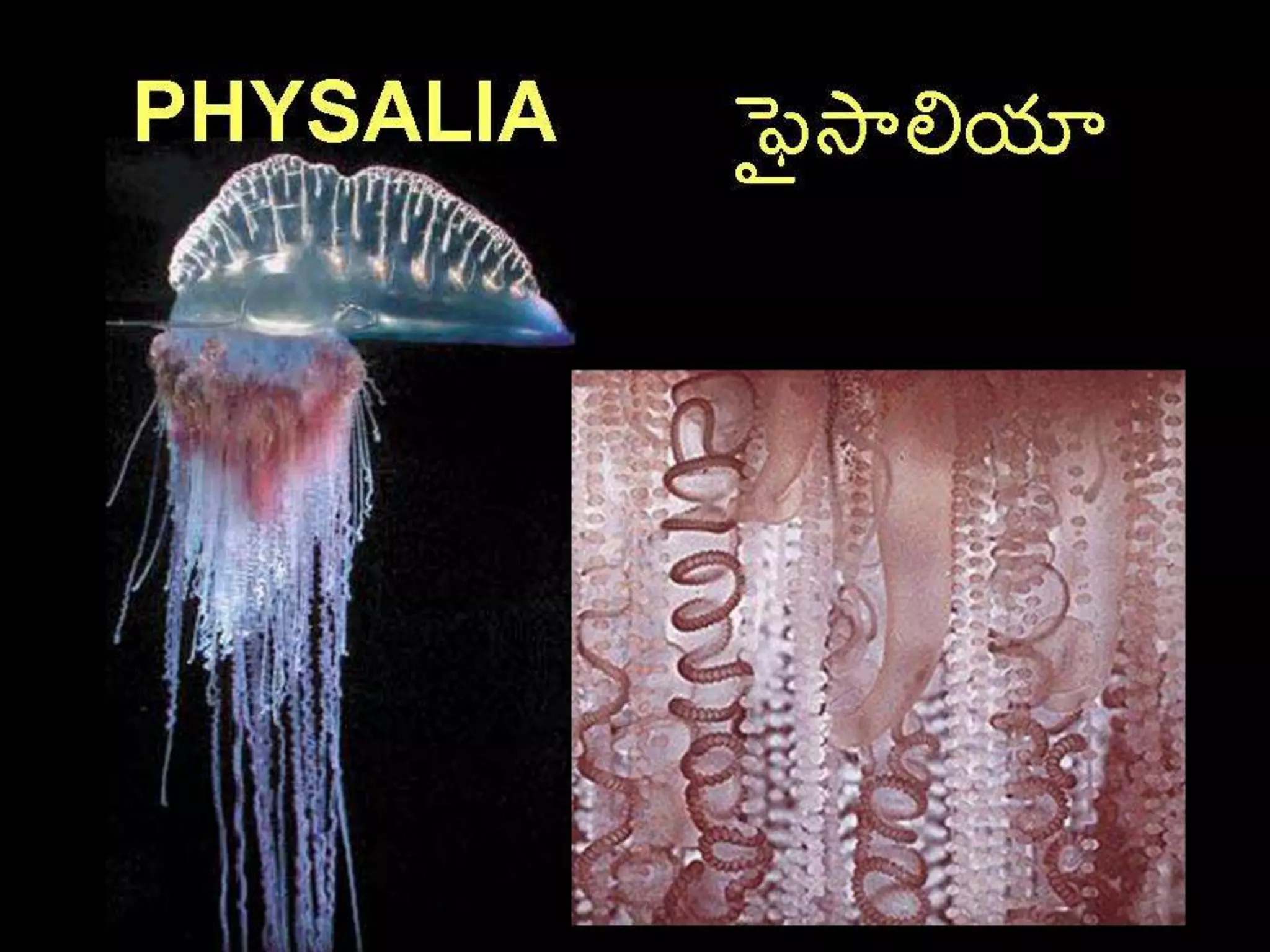 Polymorphism in coelenterates | PPTX