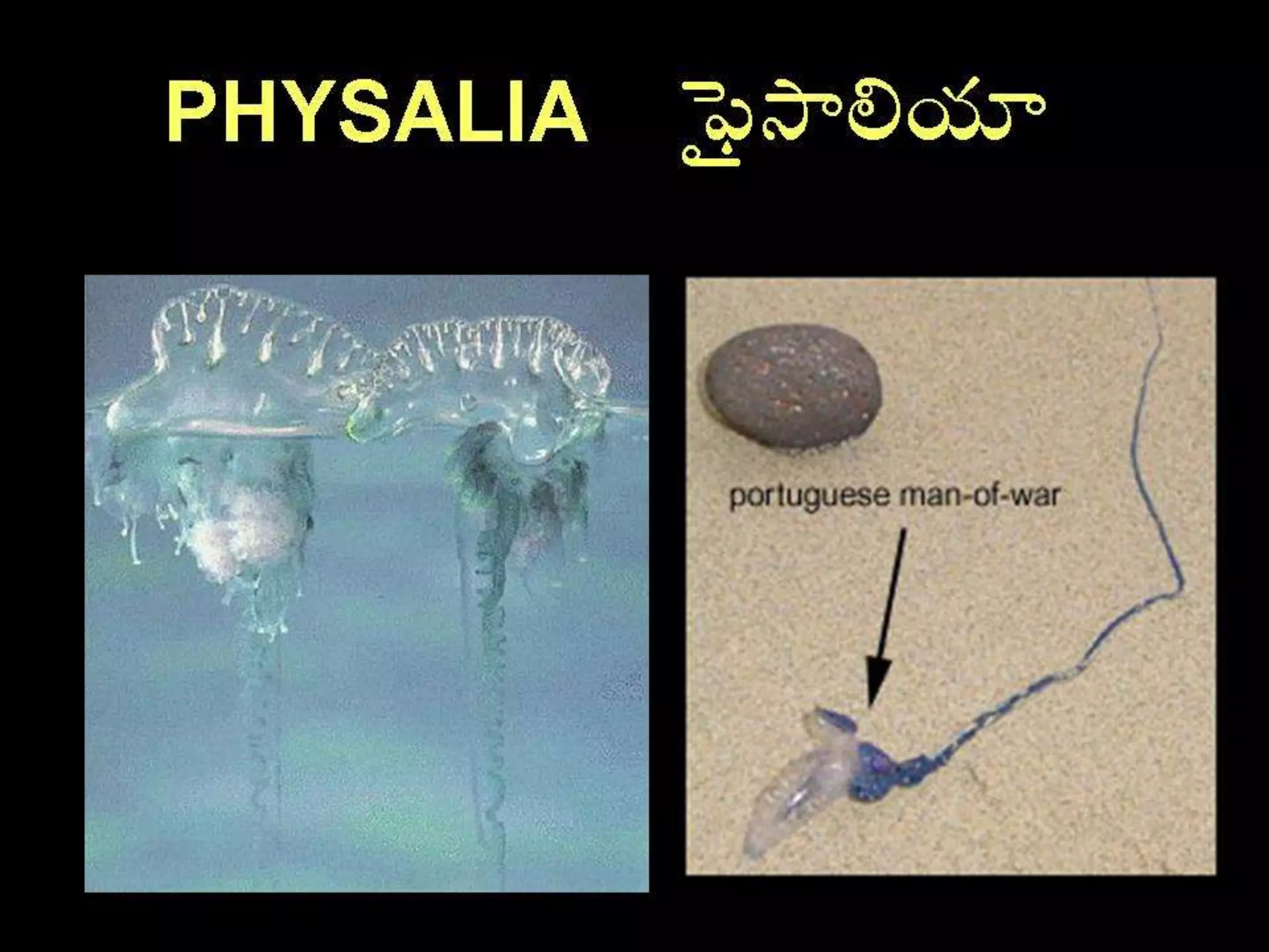 Polymorphism in coelenterates | PPTX