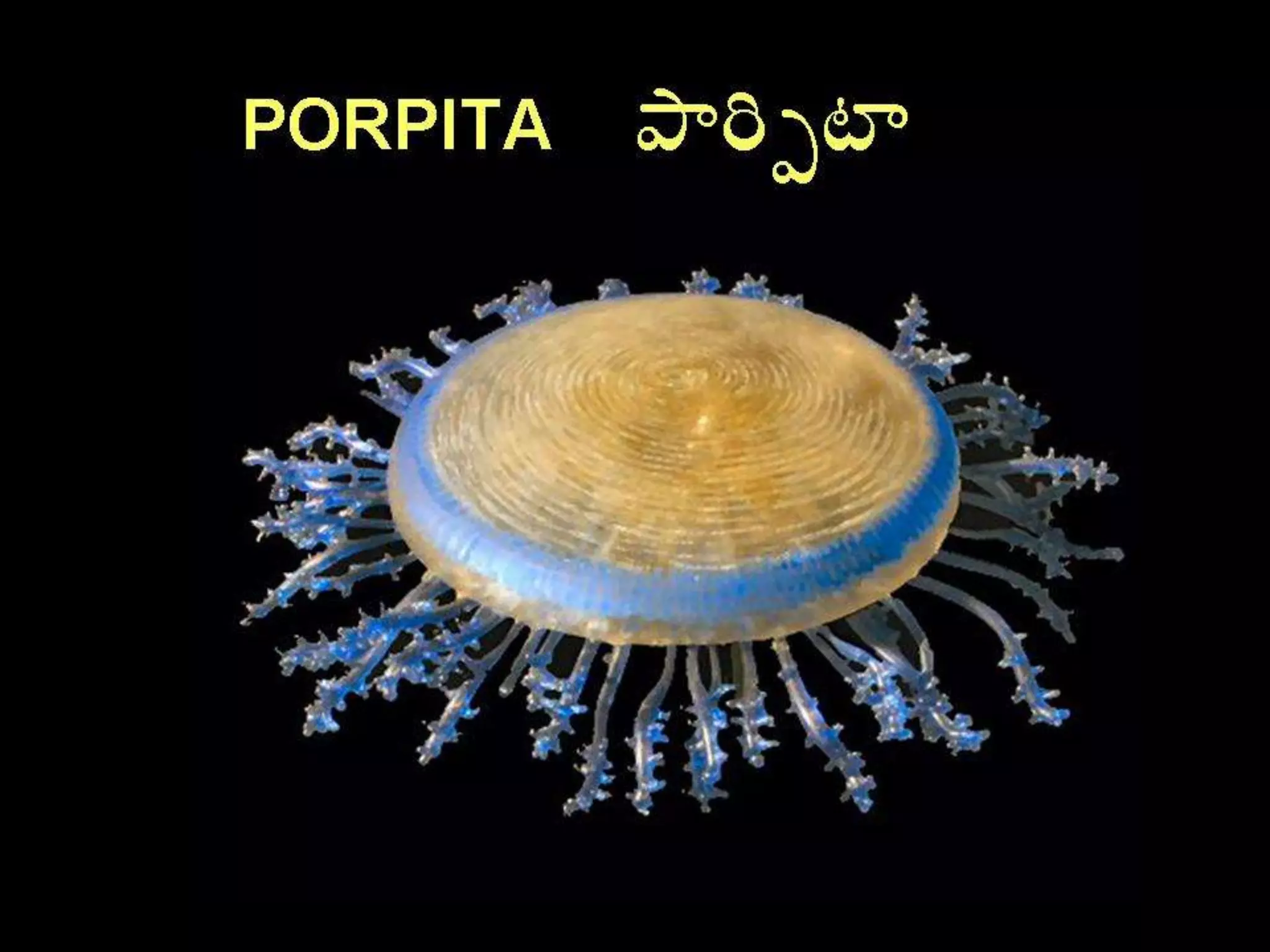 Polymorphism in coelenterates | PPTX