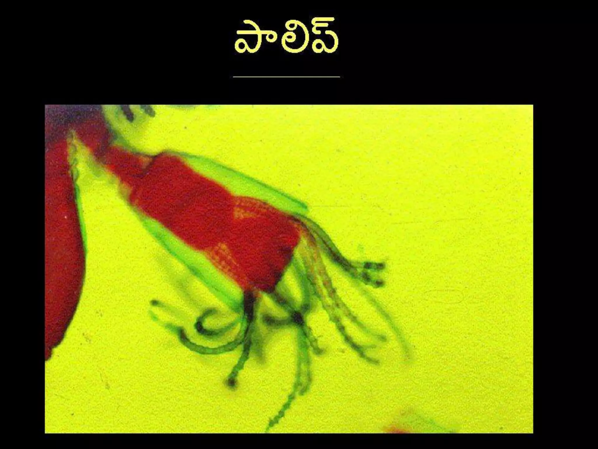 Polymorphism in coelenterates | PPTX