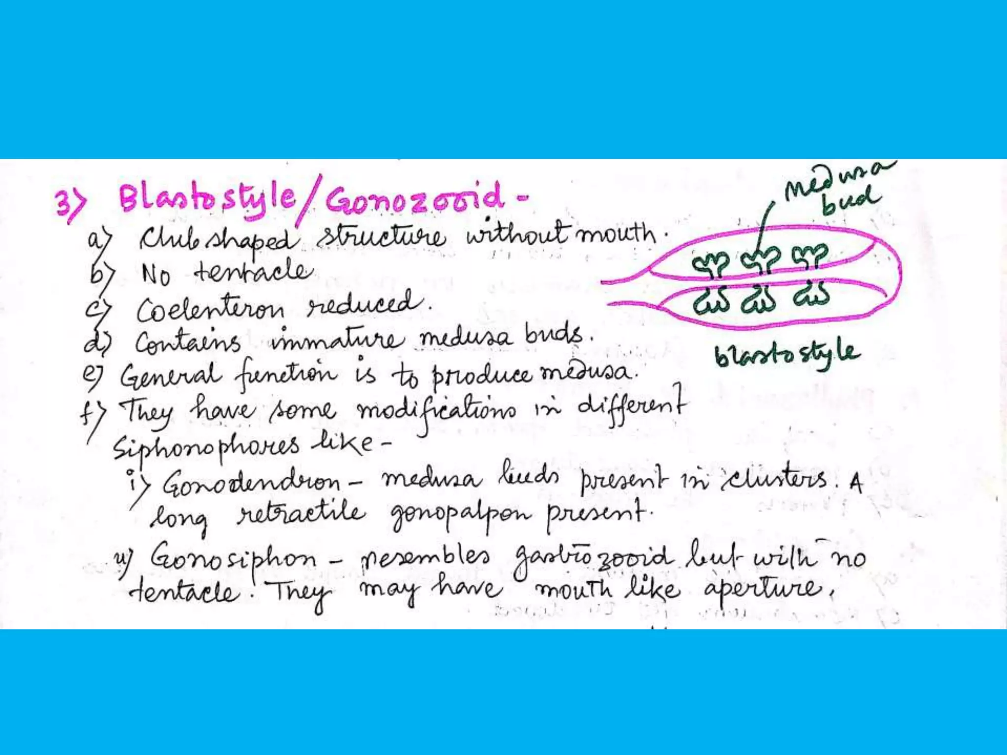 Polymorphism in siphonophora | PPTX