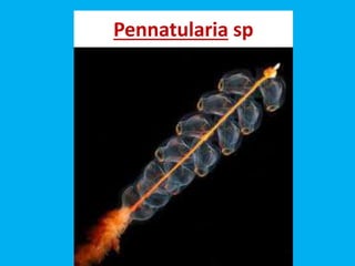 Polymorphism in siphonophora | PPTX