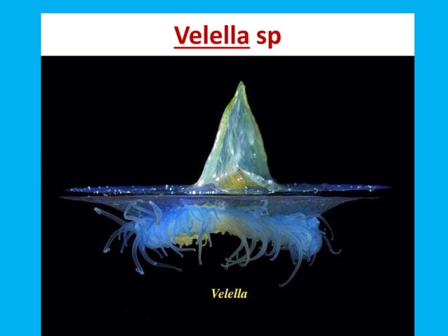 Polymorphism in siphonophora