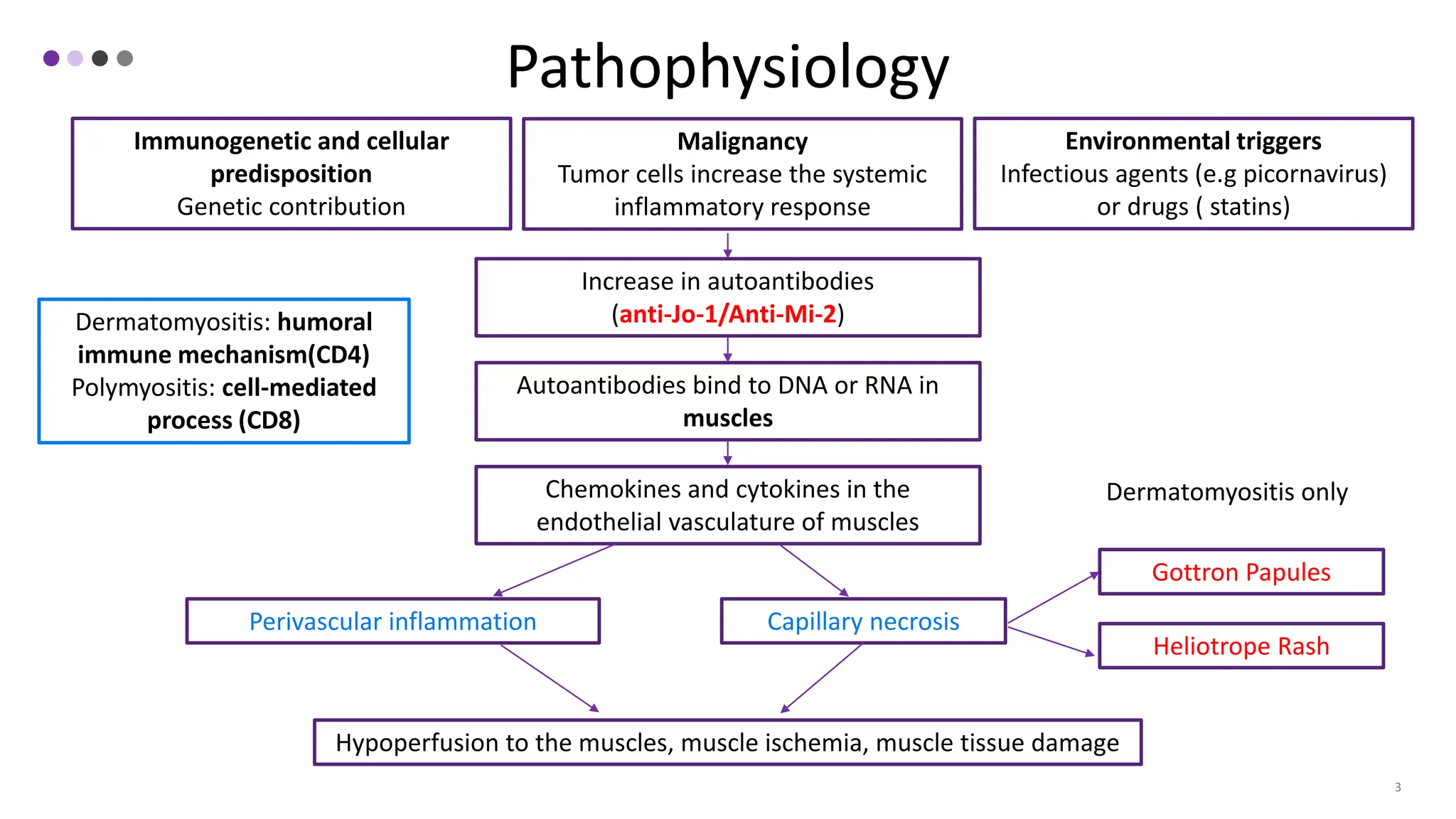 Exploring Polymyositis and Dermatomyositis: Understanding the Intricacies of These Autoimmune ...