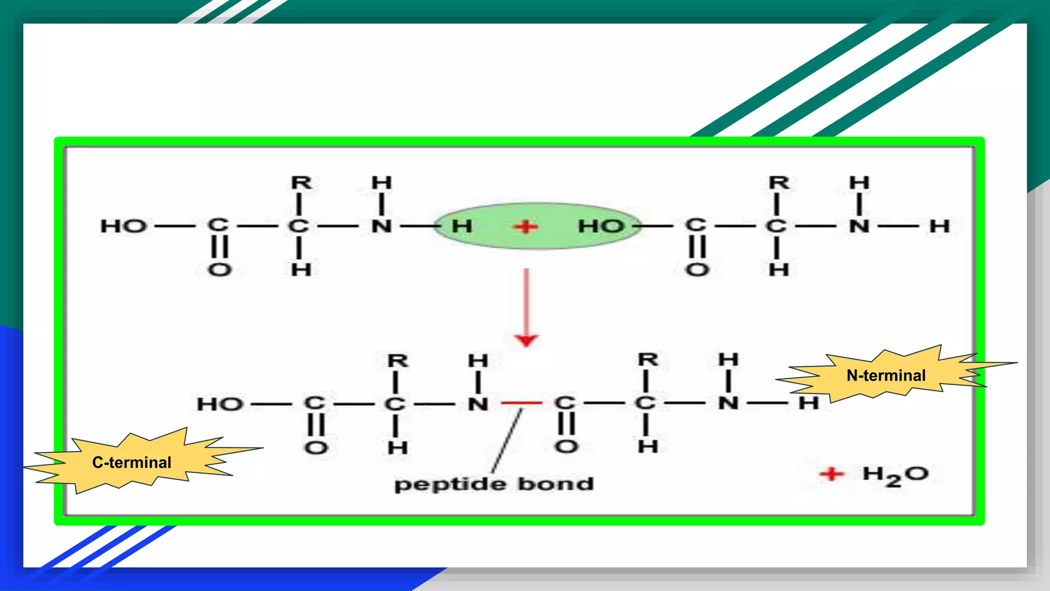 Polypeptides,peptides, types of peptides, structure of dipeptide, tripeptide and oligopeptide ...
