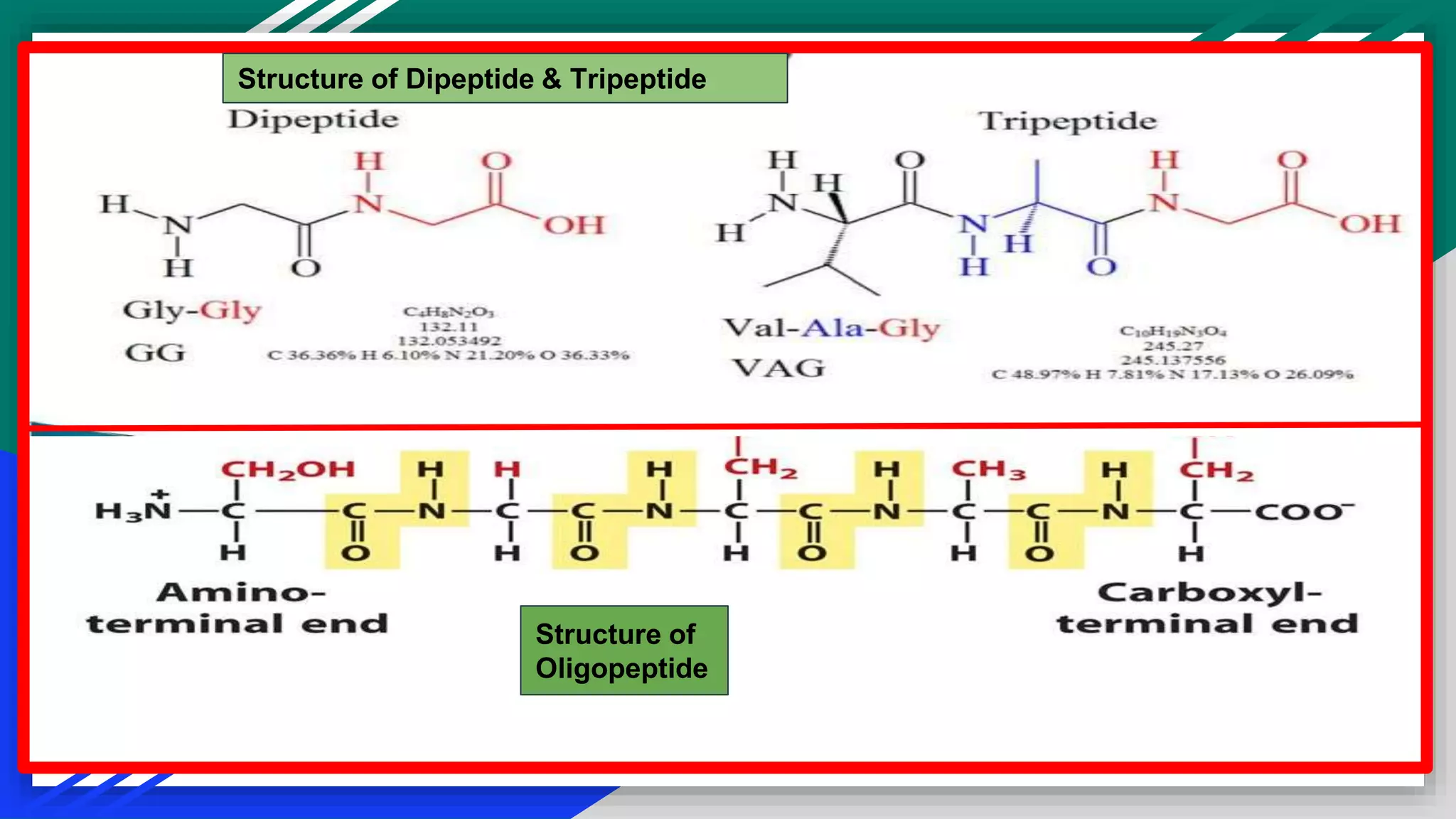 Polypeptidespeptides Types Of Peptides Structure Of Dipeptide Tripeptide And Oligopeptide