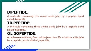 Structure Of Dipeptide