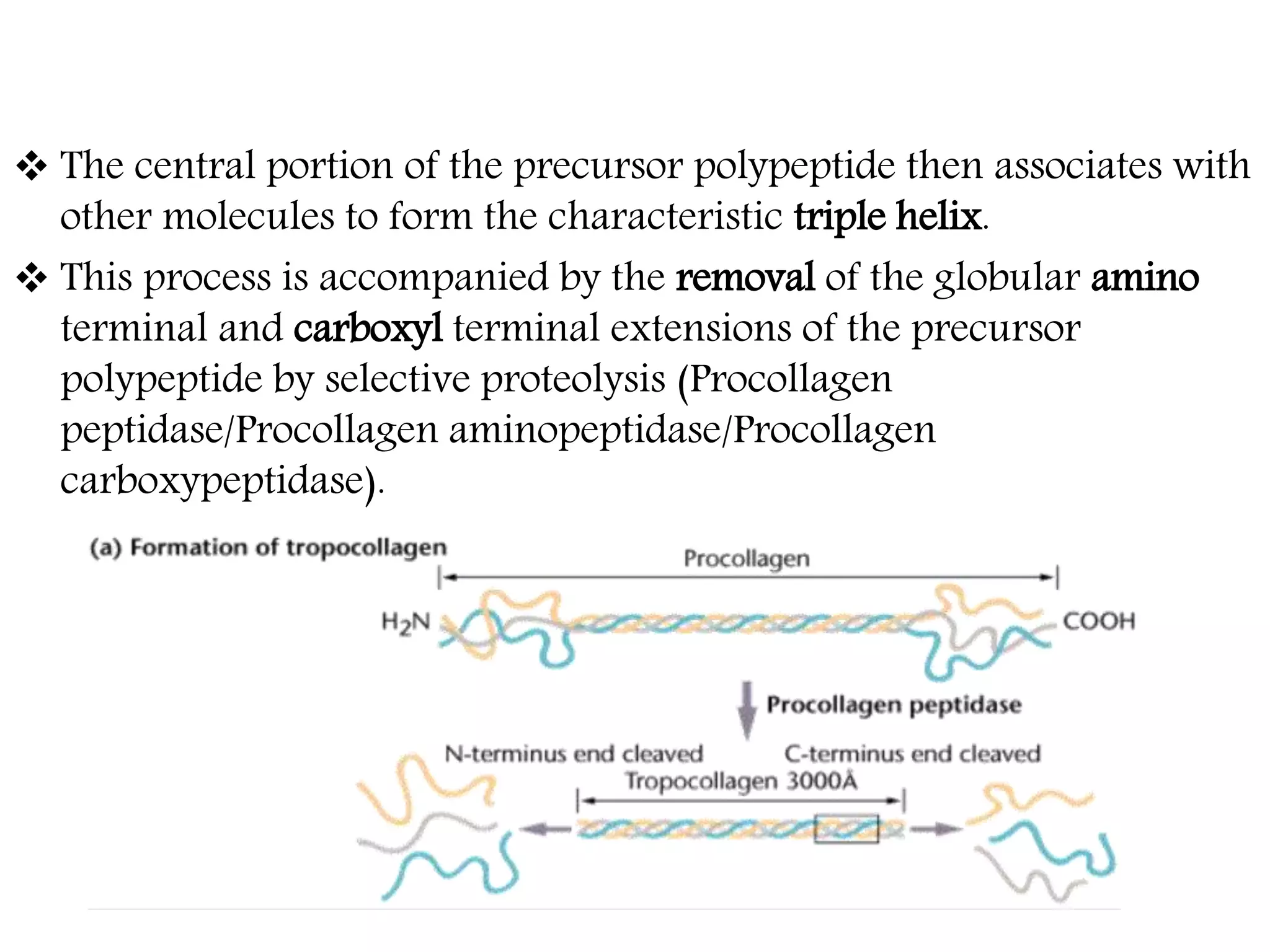 Polypeptides | PPTX