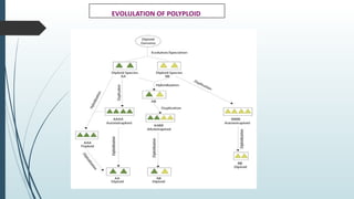 Polyploid | PPT