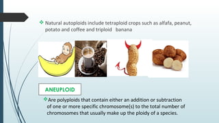Polyploid | PPT