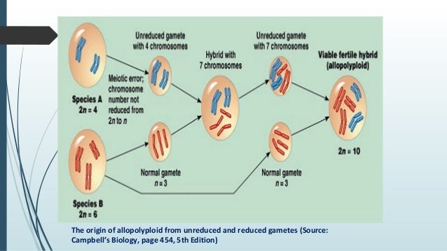 Polyploidy Definition