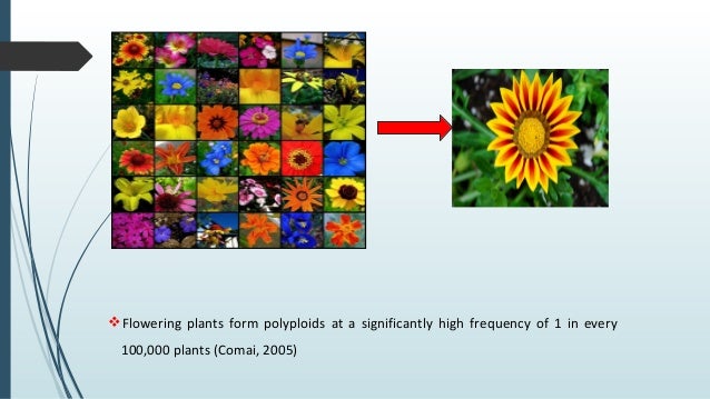 Polyploidy Or How Do We Get Seedless Fruit