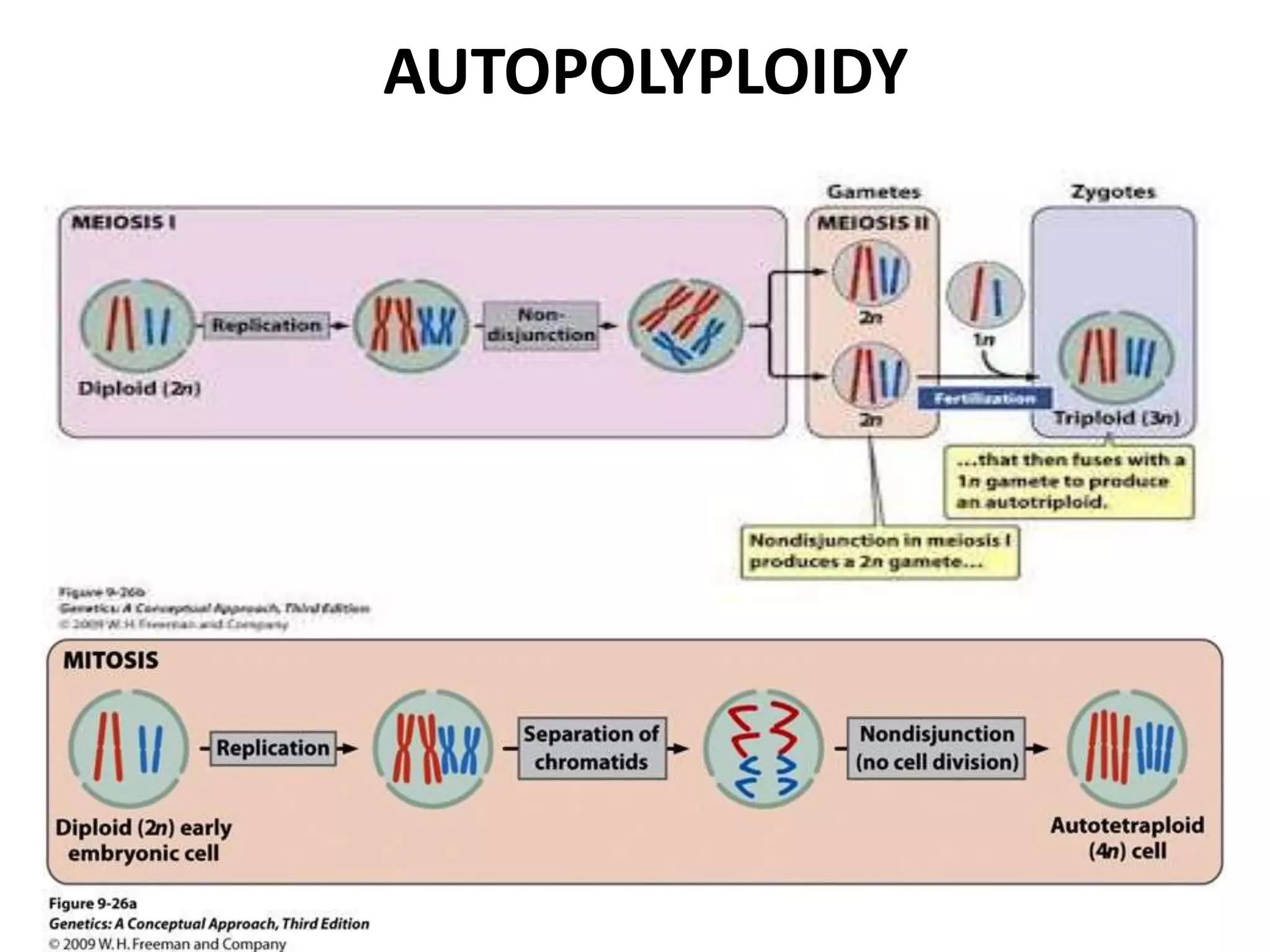 Polyploidy | PPTX