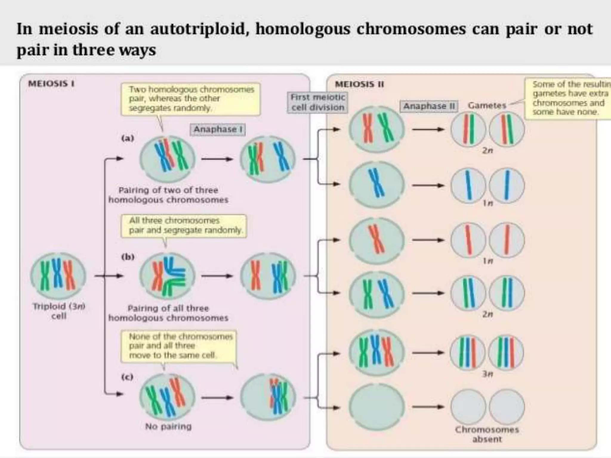 Polyploidy | PPTX