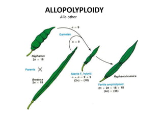 Polyploidy | PPTX