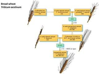 Polyploidy | PPTX
