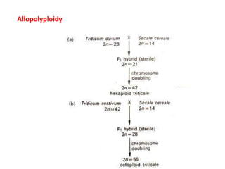 Polyploidy | PPTX