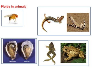 Polyploidy | PPTX