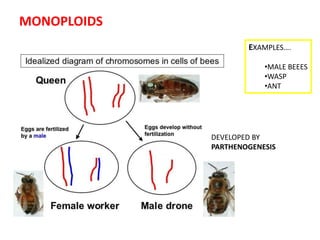 Polyploidy | PPTX