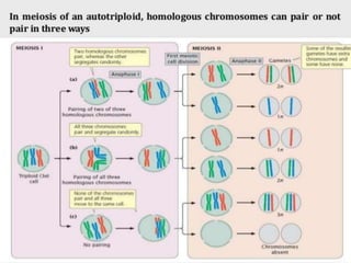 Polyploidy | PPTX
