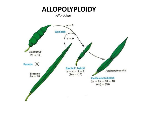 Polyploidy In Plants