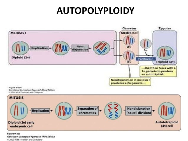 Polyploidy Definition