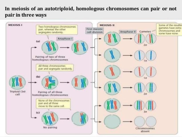 Polyploidy Definition