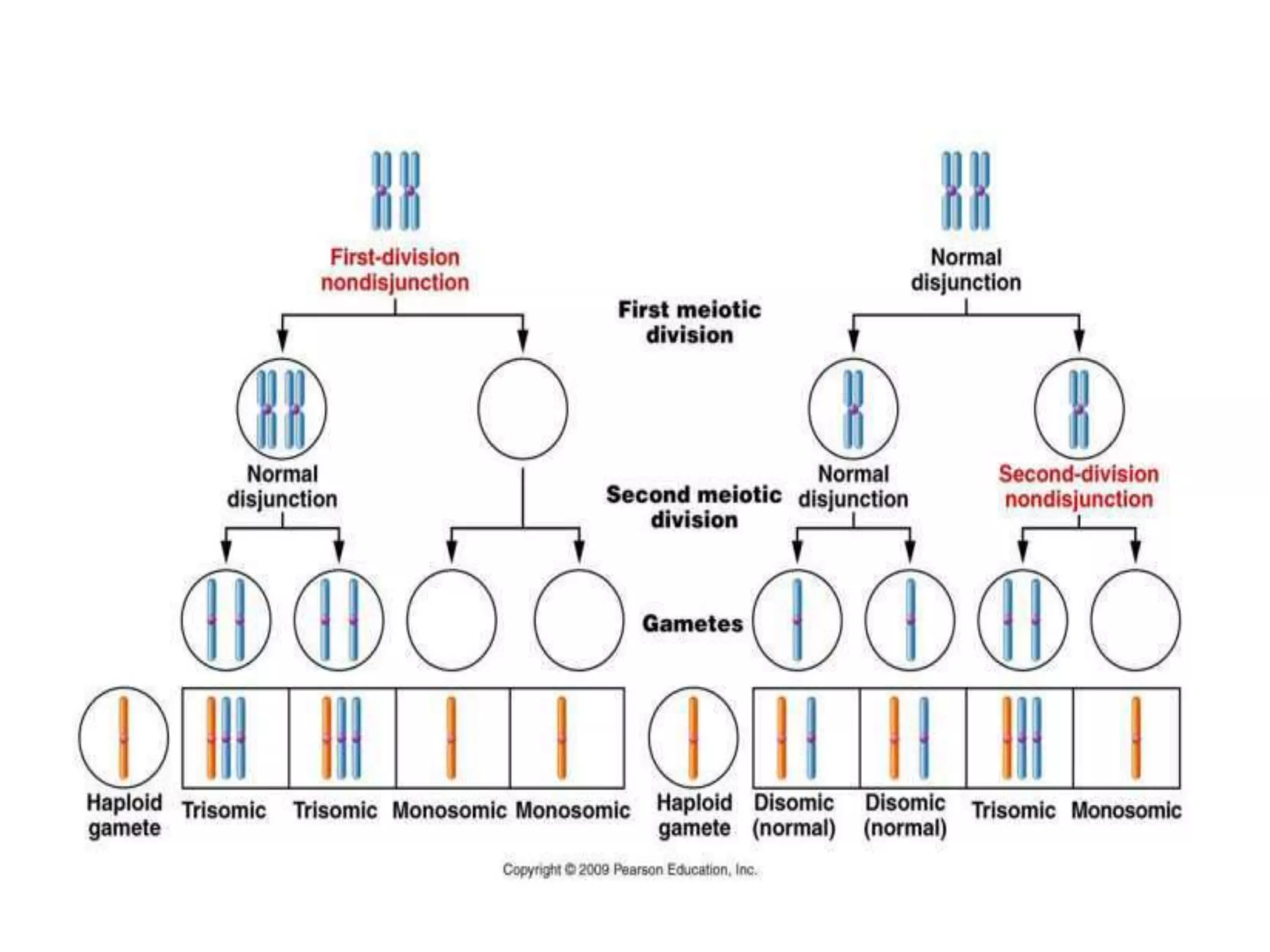 Polyploidy | PPTX
