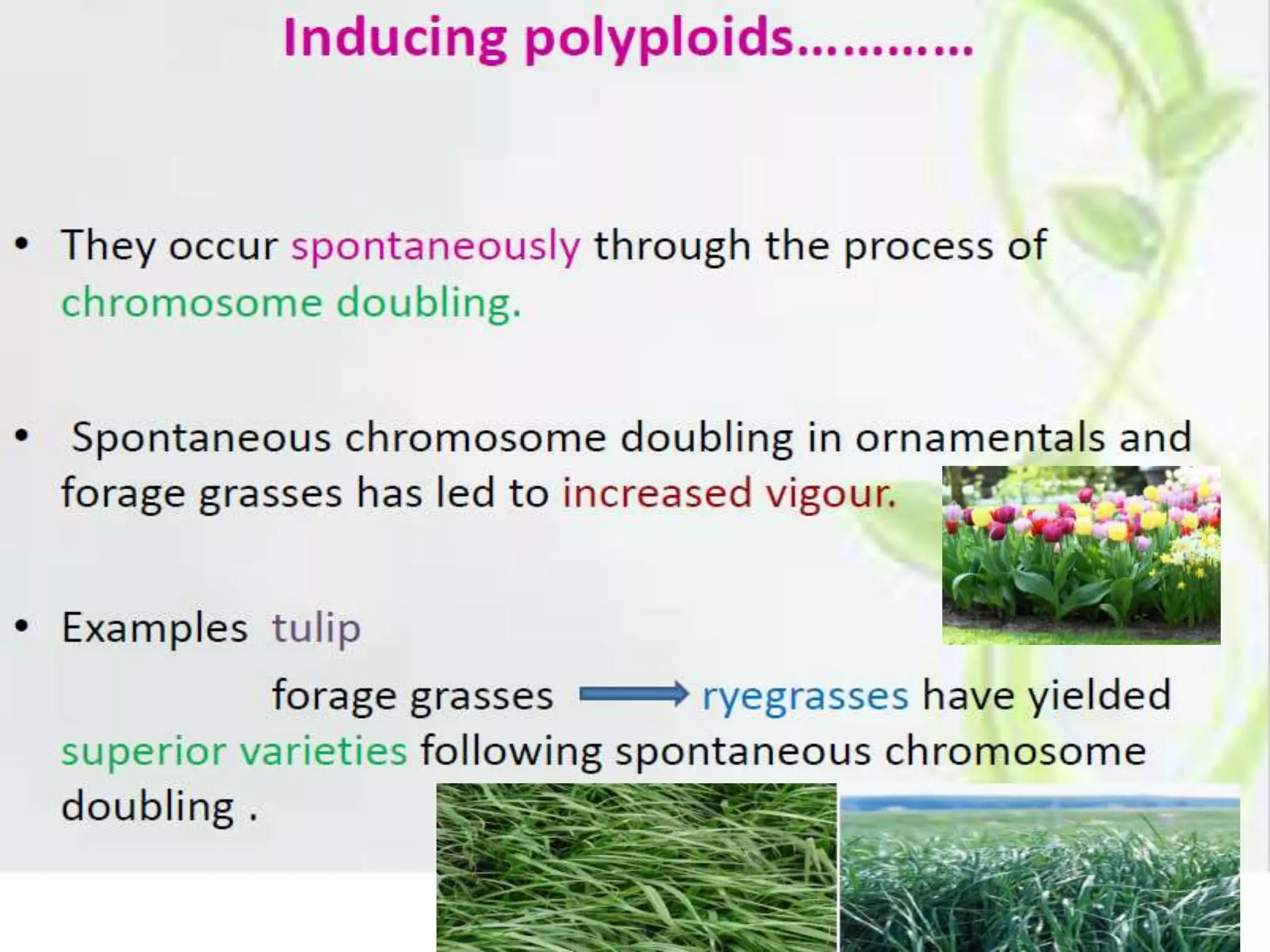 Polyploidy | PPTX