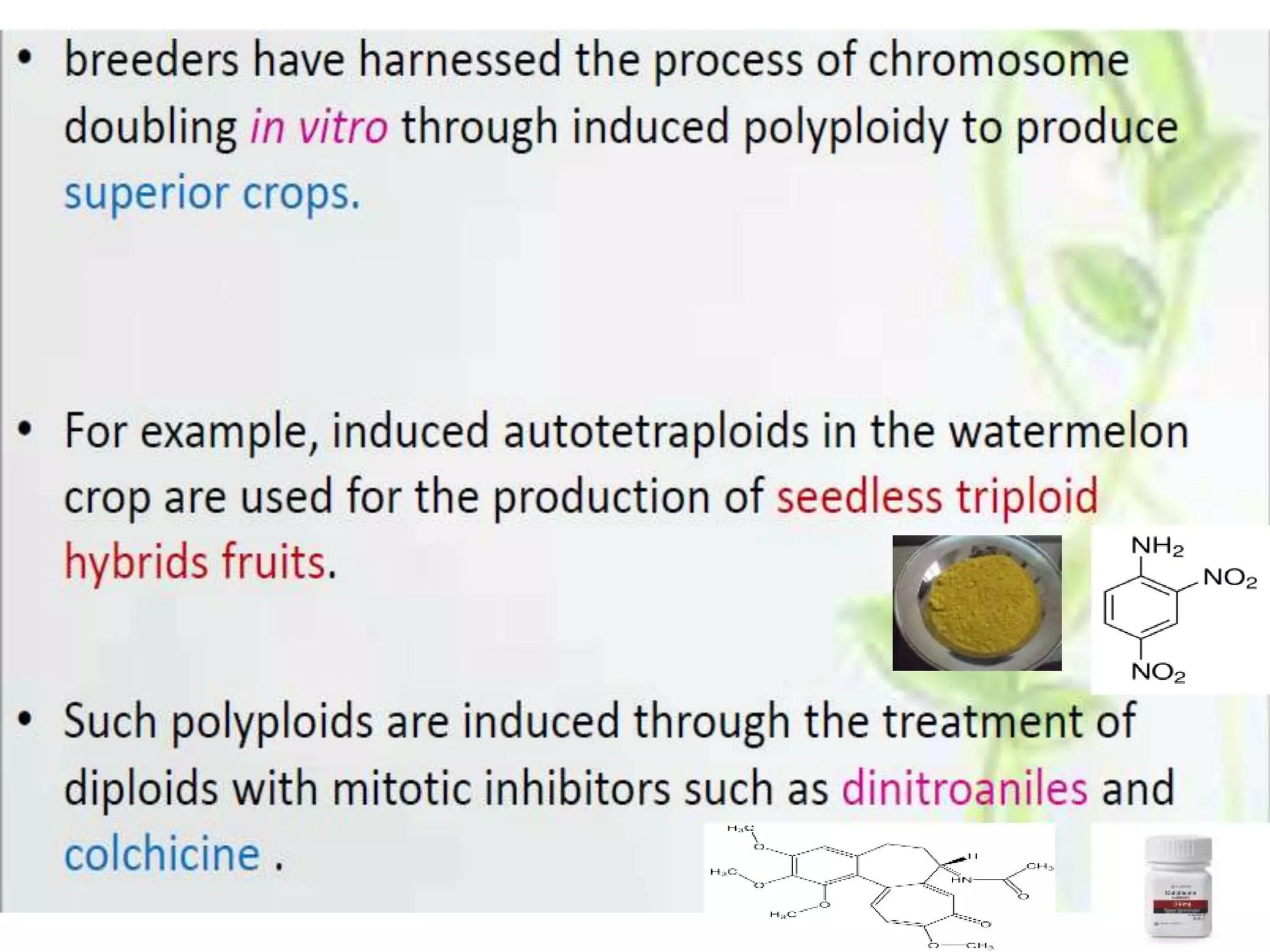 Polyploidy | PPTX