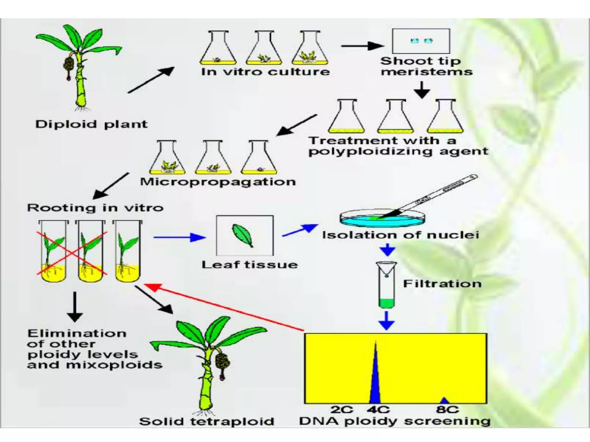Polyploidy | PPTX