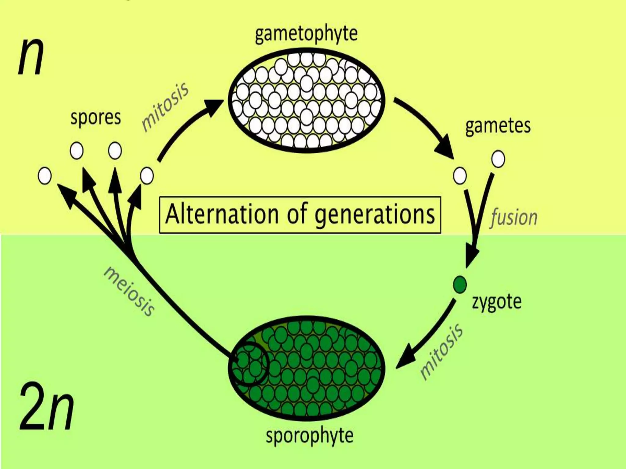 Polyploidy | PPTX