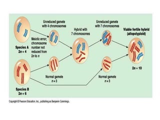 Polyploidy | PPTX