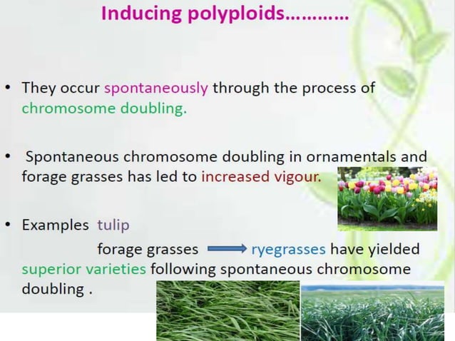 Polyploidy | PPTX