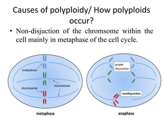 Polyploidy | PPTX