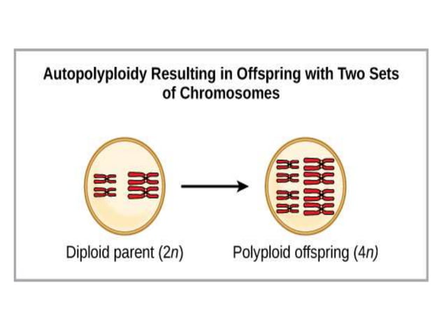 Polyploidy | PPTX