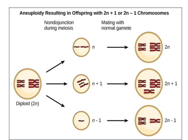Medical Sciences Polyploidy