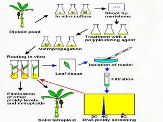Polyploidy | PPTX