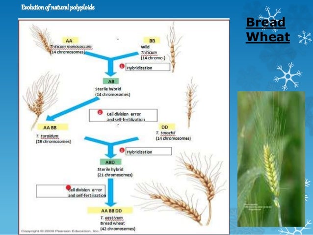 Polyploidy breeding