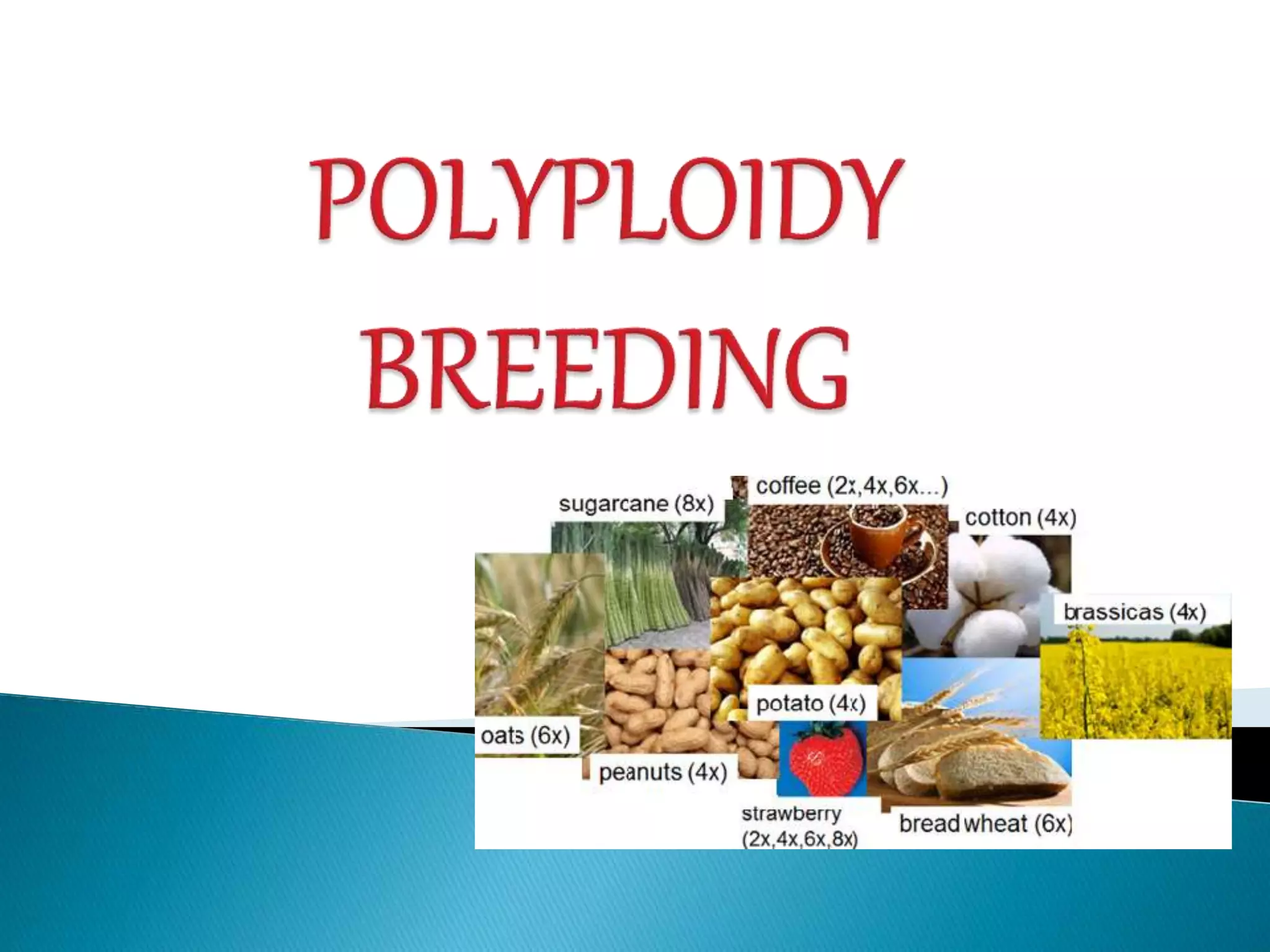 Polyploidy breeding | PPTX