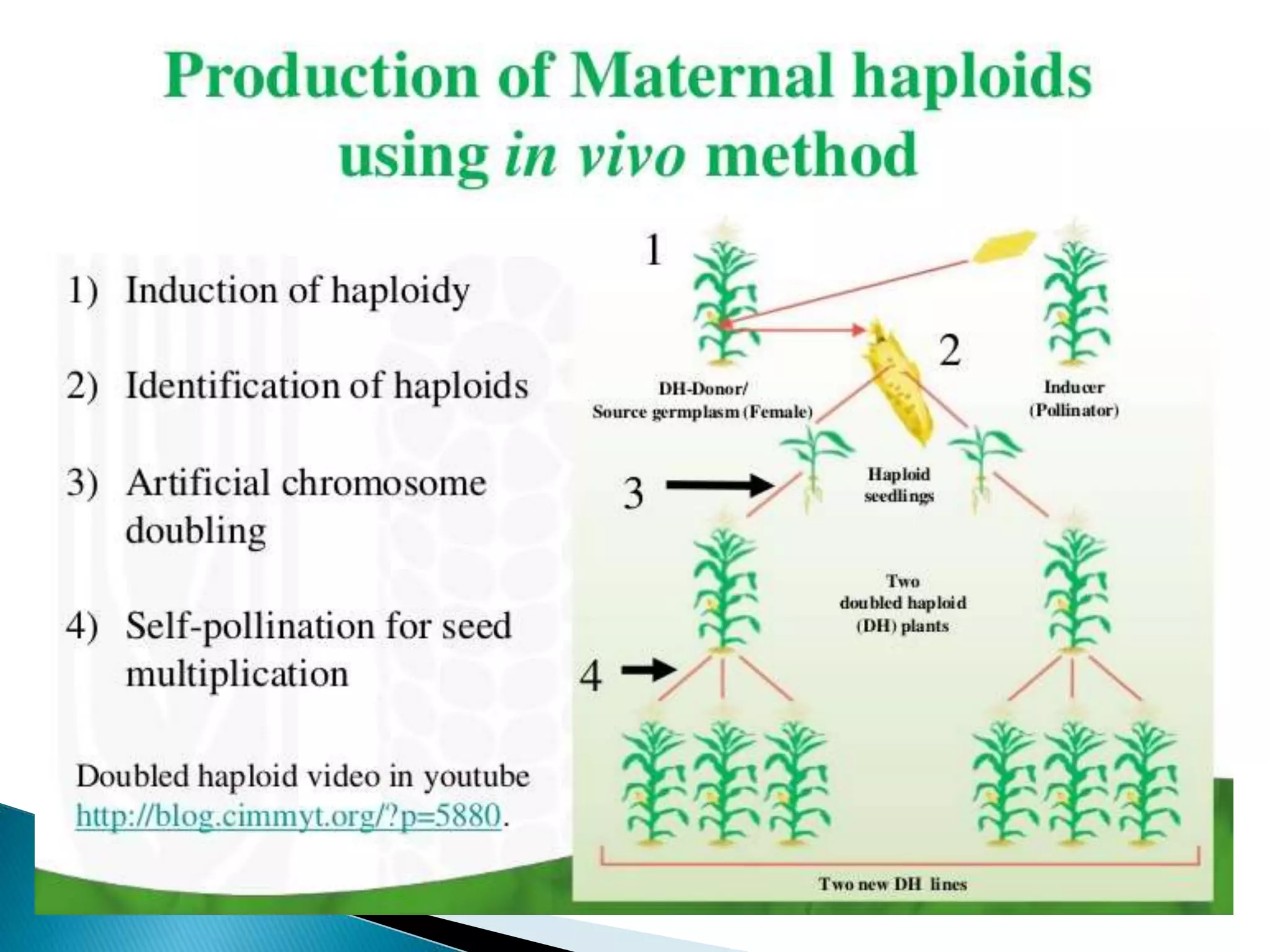 Polyploidy breeding | PPTX