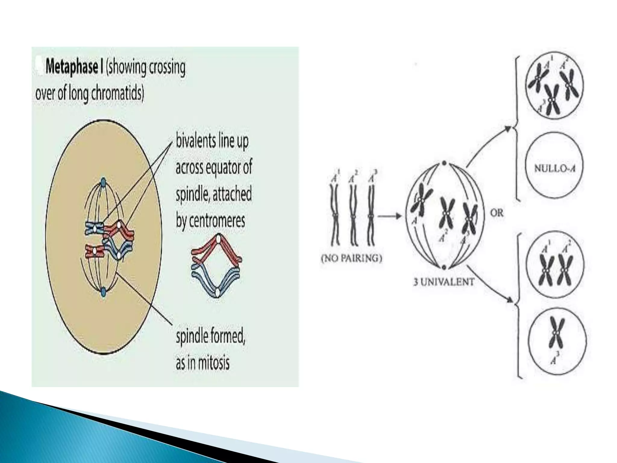 Polyploidy breeding | PPTX