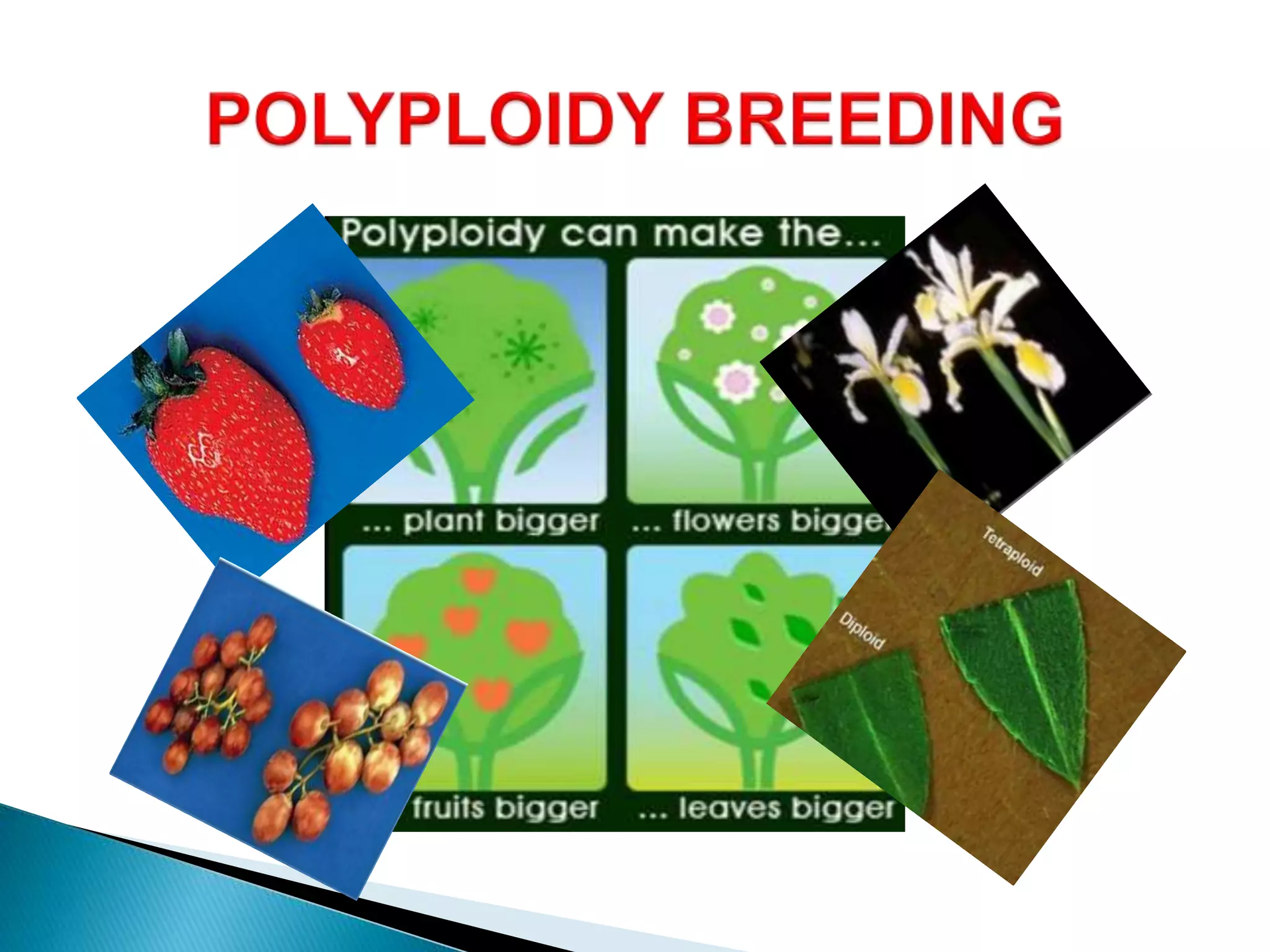 Polyploidy breeding | PPTX