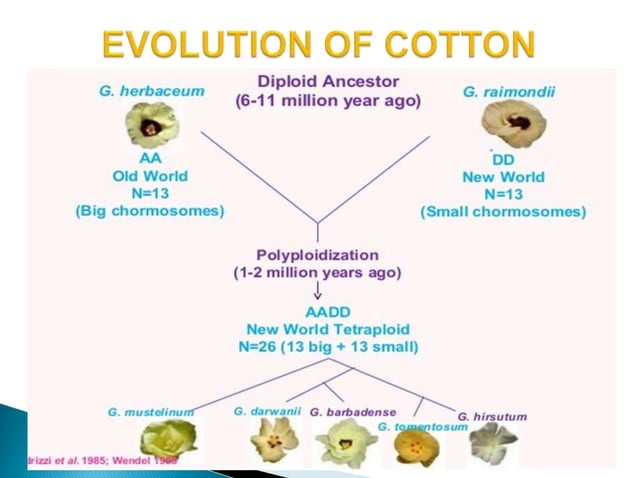 Polyploidy breeding | PPTX | Agriculture | Industries