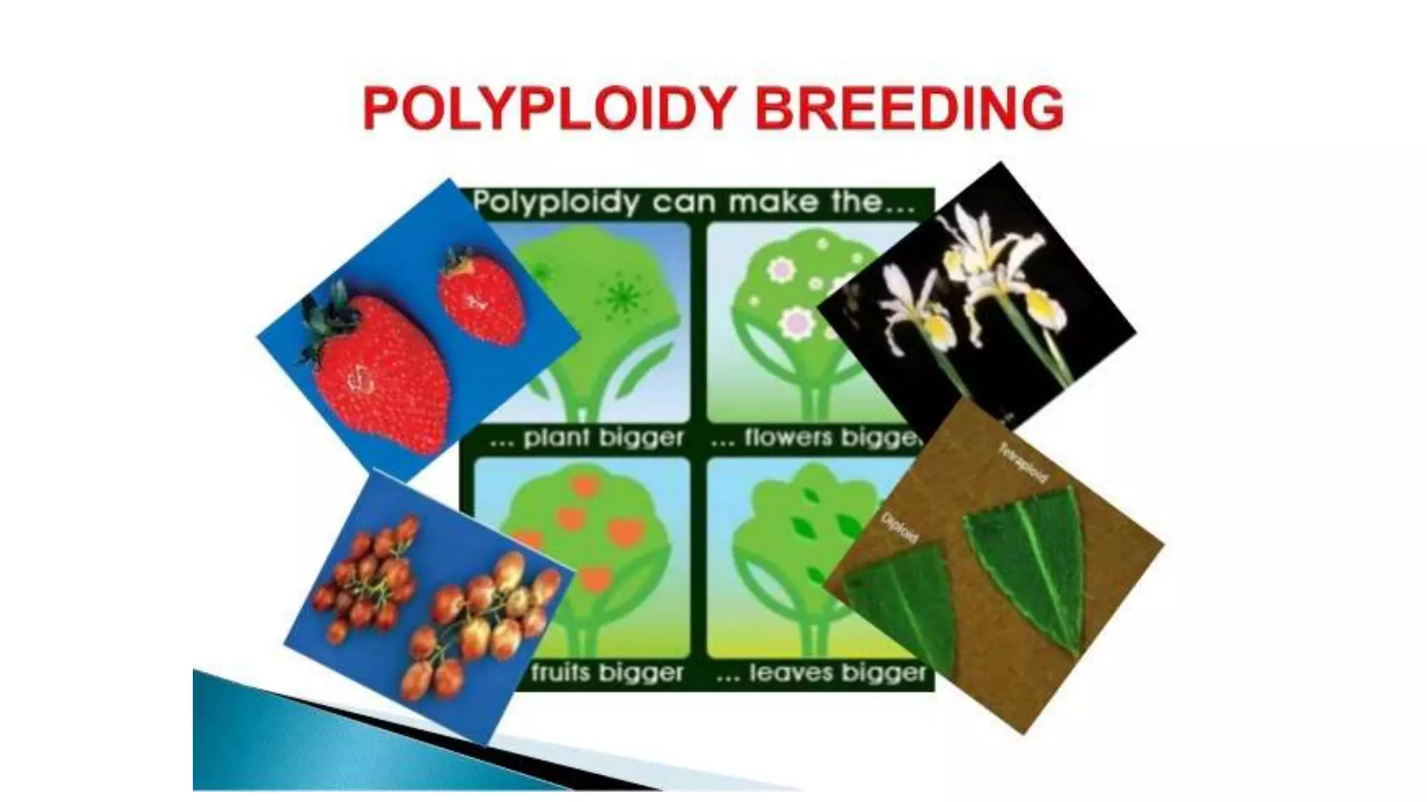 Polyploidy breeding | PPTX