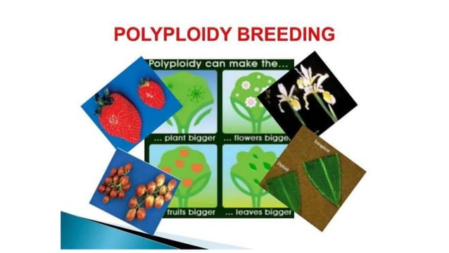 Polyploidy breeding | PPT