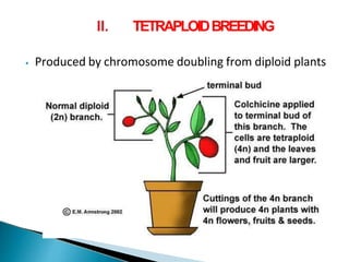 polyploidybreeding....pptx
