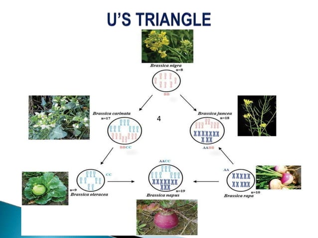 polyploidybreeding....pptx