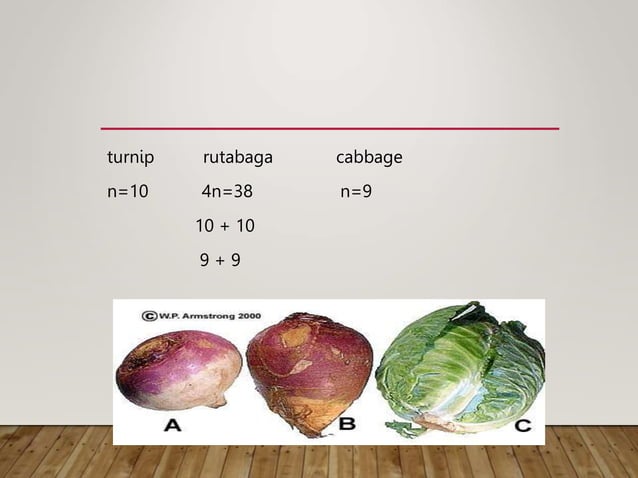 polyploidy ..ppt | Biological Sciences | Science